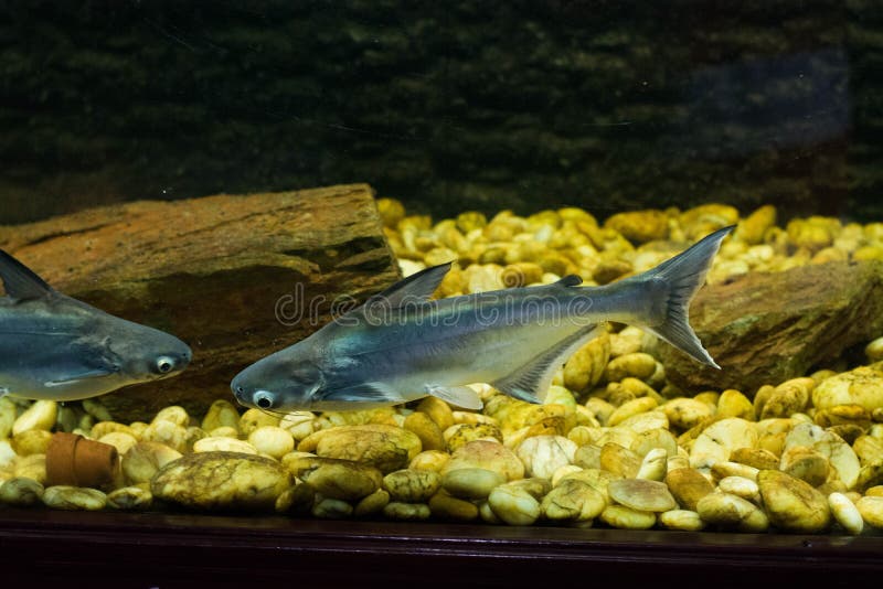 Vietnamese Pangasius, Basa Fish Stock Image - Image of basa, close ...