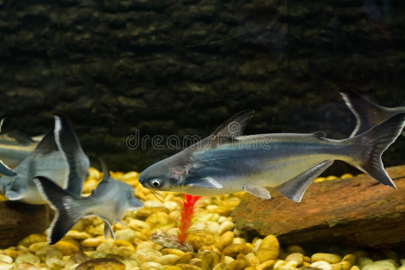 Vietnamese Pangasius, Basa Fish Stock Image - Image of river, basa ...