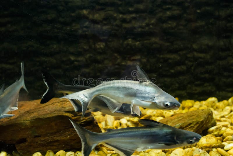 Iridescent Shark Aquarium Fish Stock Photo - Image of aquatic, aquarium ...