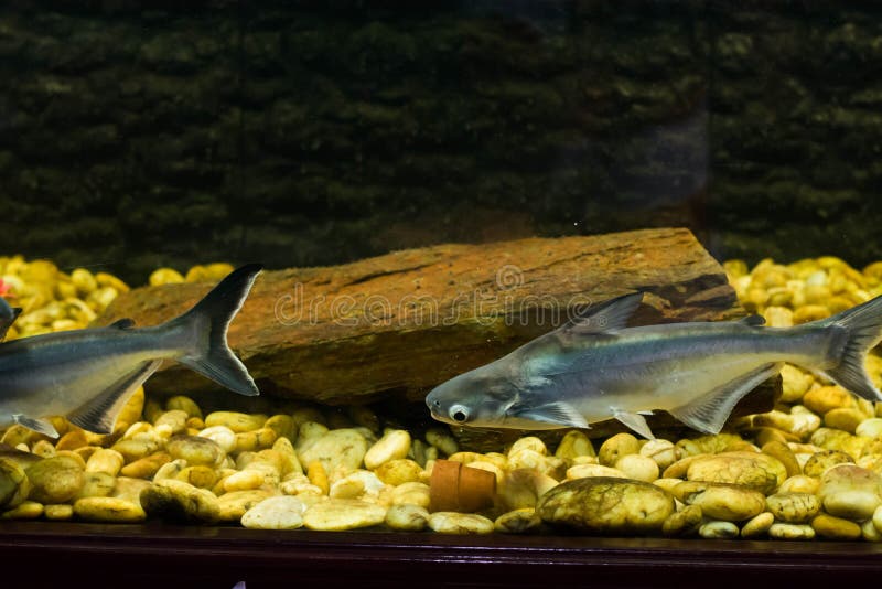 Vietnamese Pangasius, Basa Fish Stock Image - Image of river, basa ...