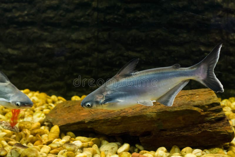 Vietnamese Pangasius, Basa-vissen Stock Afbeelding - Image of ...