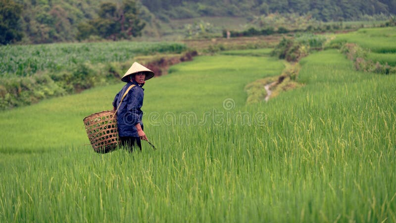 Vietnamese Peasant on Rice Field Editorial Image - Image of wear ...