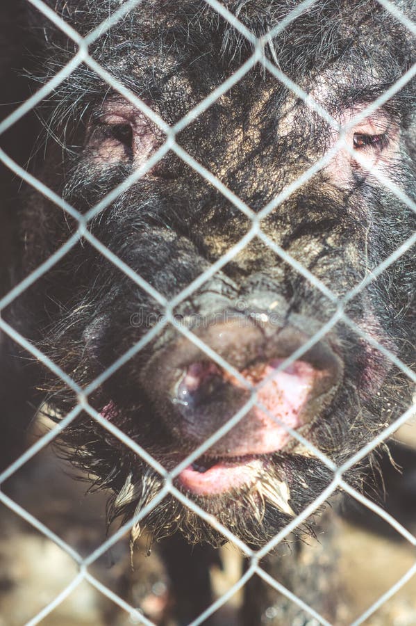 Vietnamese Pig Behind a Mesh Fence on a Farm Stock Photo - Image of ...