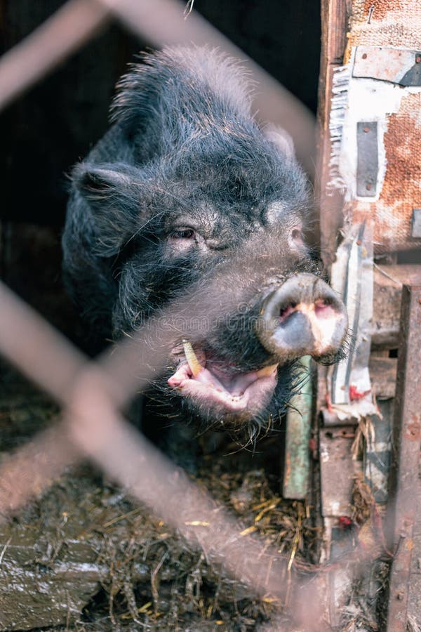 Vietnamese Pig Behind a Mesh Fence on a Farm. Stock Image - Image of ...