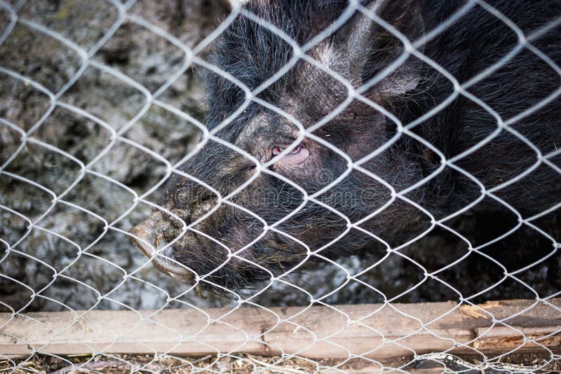 Vietnamese Pig Behind a Mesh Fence on a Farm. Stock Photo - Image of ...