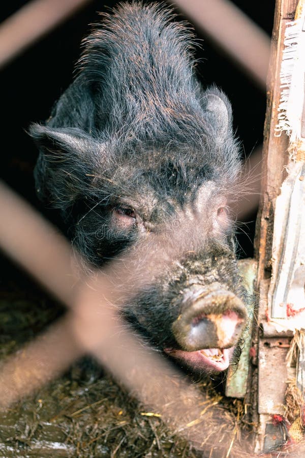 Vietnamese Pig Behind a Mesh Fence on a Farm. Stock Photo - Image of ...