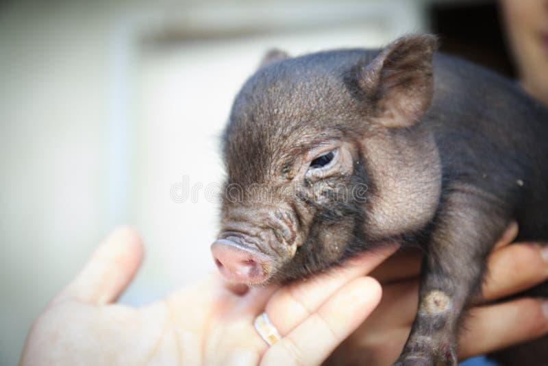 Vietnamese pig stock image. Image of animal, little - 102478963