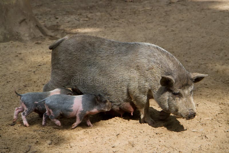 Vietnamese Pig with Piglets. Stock Photo - Image of growth, farm: 243275512