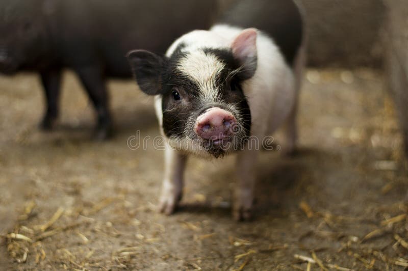 Cute and Fuzzy One Week Old Baby Piglets Stock Image - Image of meat ...