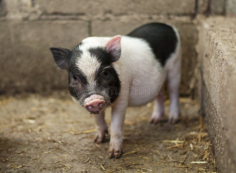1,004 Vietnamese Piglet Stock Photos - Free & Royalty-Free Stock Photos ...