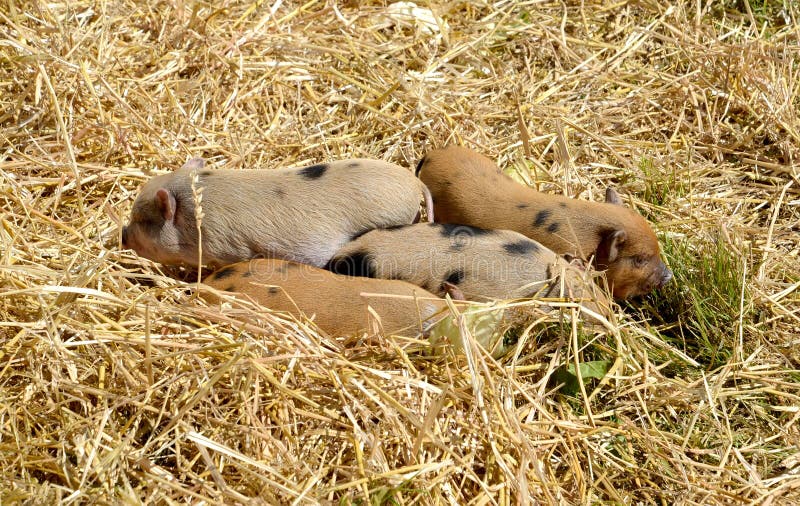 Vietnamese Pig with Piglets Stock Image - Image of feeding, brood: 32641481