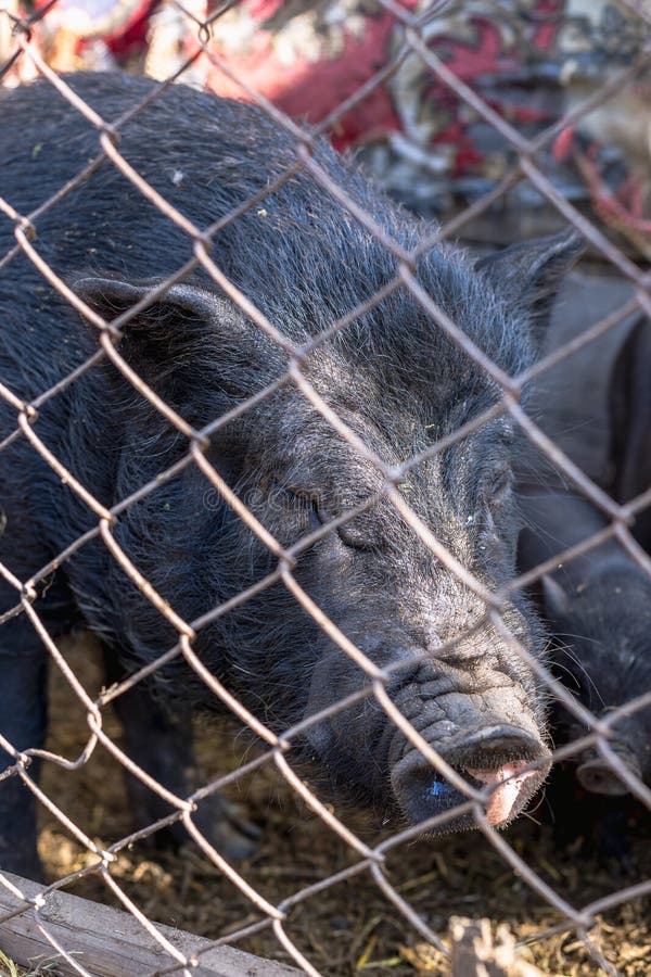 Vietnamese Pigs Behind a Mesh Fence on a Farm Stock Photo - Image of ...