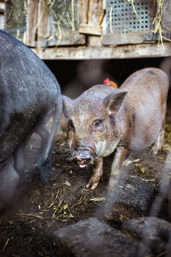 Vietnamese Pigs Behind a Mesh Fence on a Farm. Stock Image - Image of ...