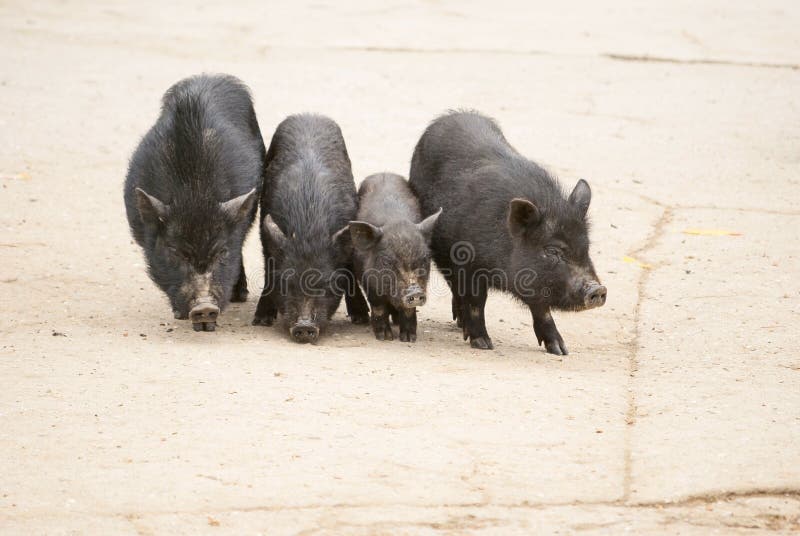 Vietnamese pigs stock image. Image of small, clean, piglet - 115246191