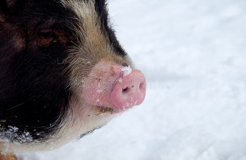 Vietnamese pigs in snow stock photo. Image of smell, bellied - 61421766
