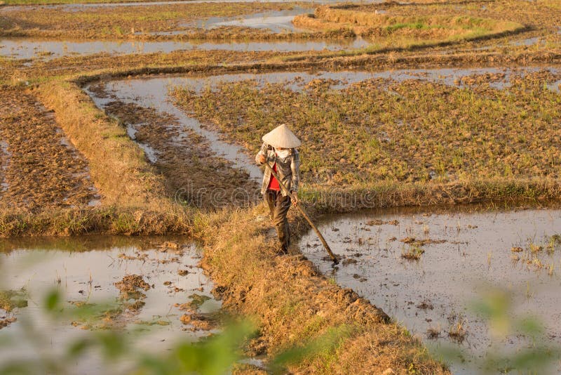 Vietnamese Planting Rice on a Rice Paddy Field Editorial Stock Image ...