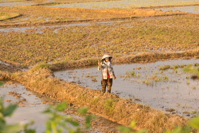 Vietnamese Planting Rice on a Rice Paddy Field Editorial Photography ...