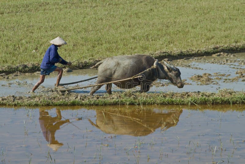 Vietnamese plowman editorial photo. Image of plowman - 24916836
