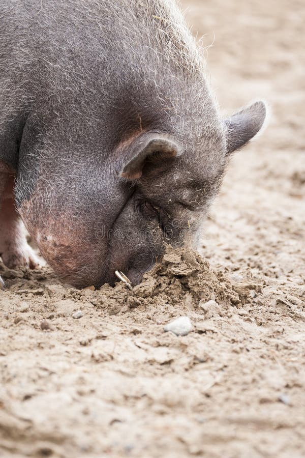 Wrinkled Pot-bellied Pig and Agri-tourism for Kids Stock Photo - Image ...