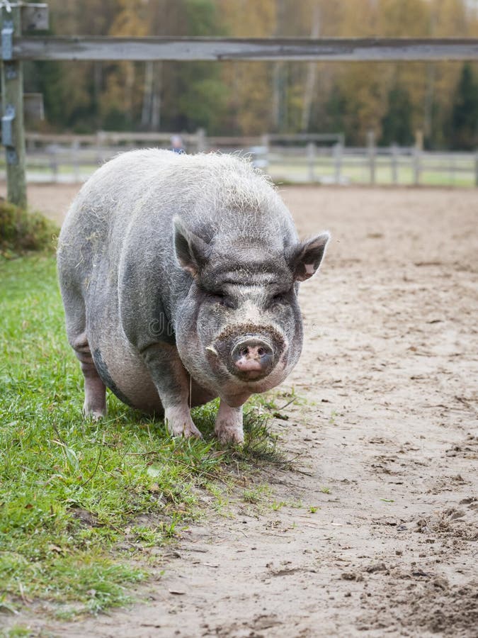 Vietnamese Pot-Bellied Pig stock photo. Image of bellied - 56155072