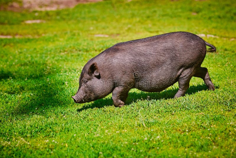 Vietnamese Pot-bellied Pig on the Farm Stock Image - Image of pork ...