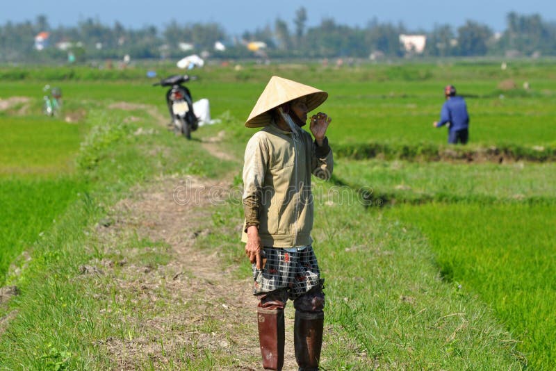 Vietnamese Rice Paddy Workers Editorial Photo - Image of rice, stalk ...