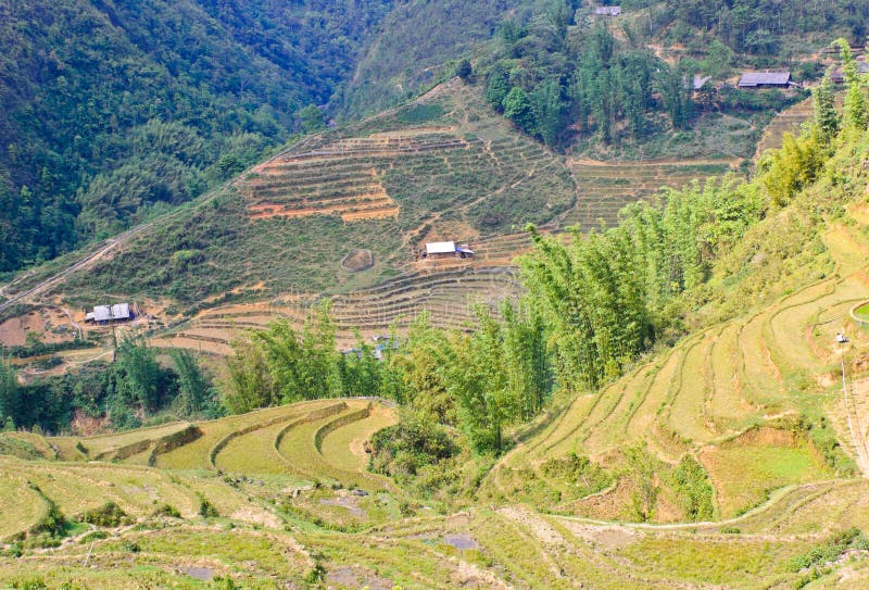 Vietnamese Rice Terraced Fields Stock Photo - Image of land, house ...