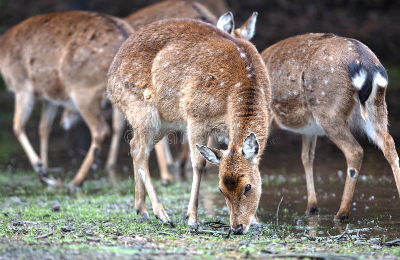 Vietnamese Sika Deer (Cervus Nippon Pseudaxis, Cervus Hortulorum ...