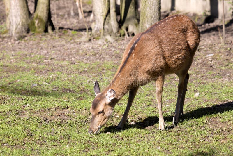 Vietnamese Sika Deer, Cervus Nippon Pseudaxis, Was Exterminated Stock ...