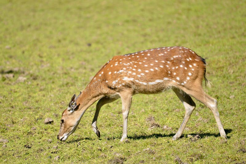 Vietnamese Sika Deer on Grass Stock Image - Image of nature, grass ...
