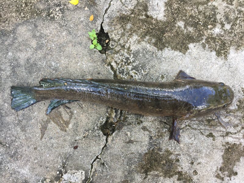 Vietnamese Snakehead or Striped Snakehead Fish, Channa Striata Stock ...