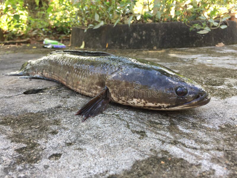 Vietnamese Snakehead or Striped Snakehead Fish, Channa Striata Stock ...