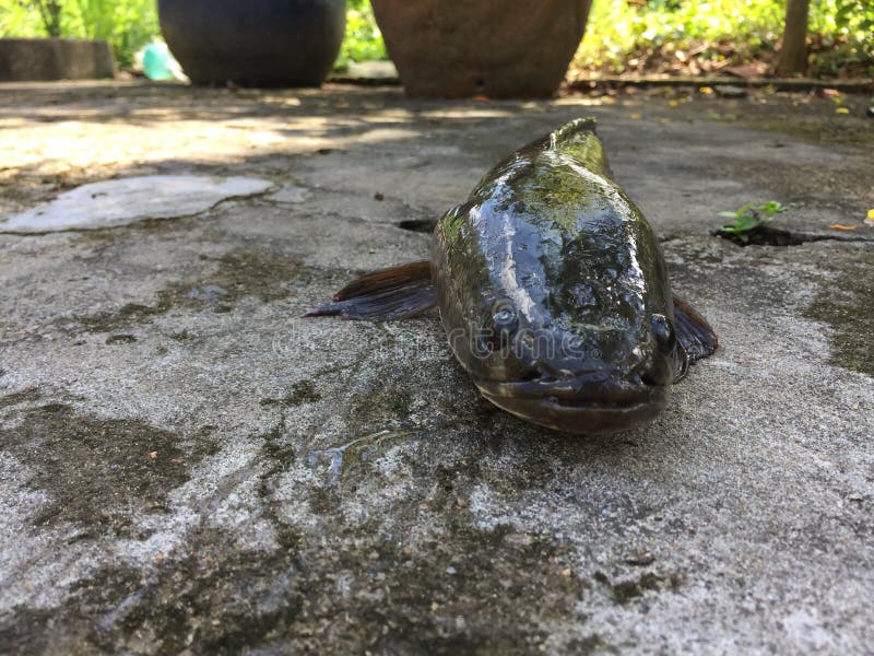 Vietnamese Snakehead or Striped Snakehead Fish, Channa Striata Stock ...