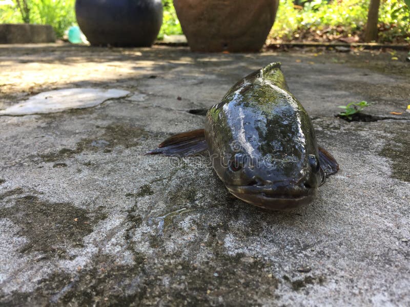 Vietnamese Snakehead or Striped Snakehead Fish, Channa Striata Stock ...