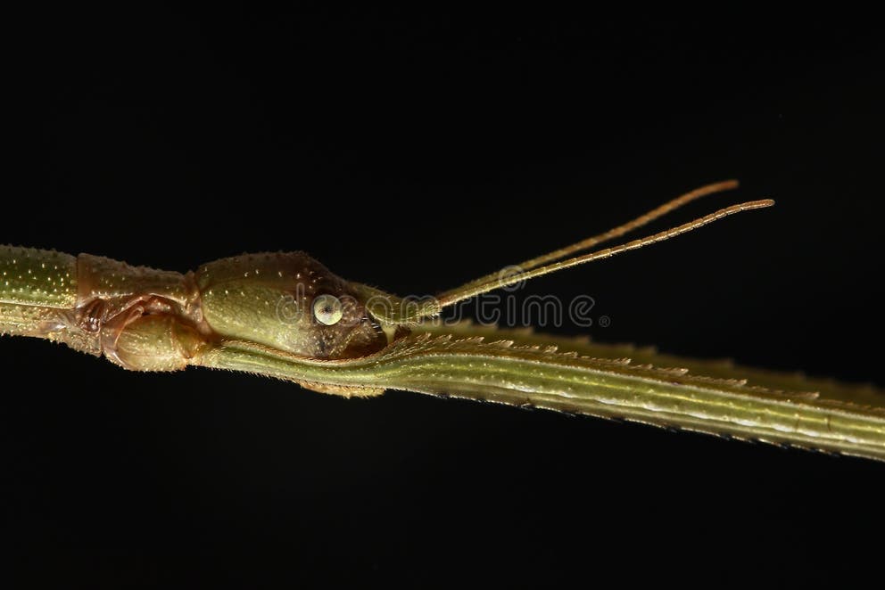 Vietnamese Stick Insect Isolated on Black Stock Image - Image of ...