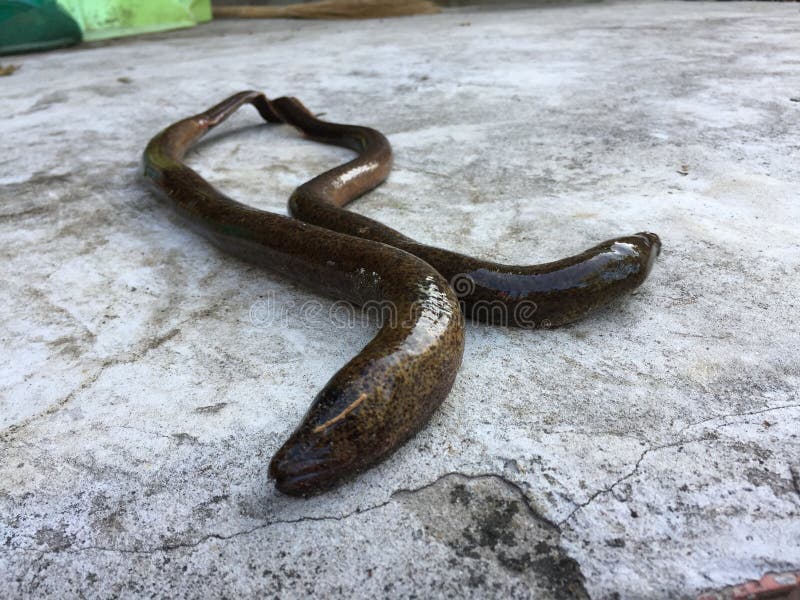 Vietnamese Swamp Eel, Monopterus Albus Stock Image - Image of geloina ...