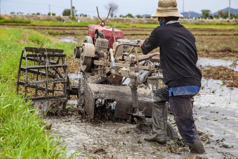 Vietnamese Tractor Driver in Rice Field Editorial Image - Image of ...