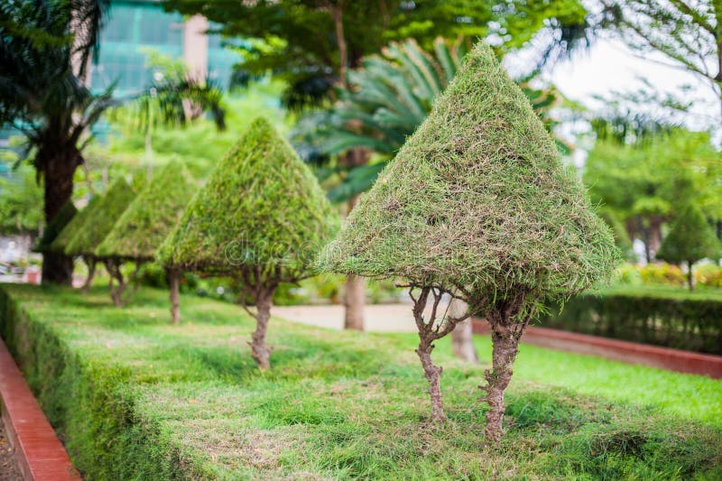Vietnamese Trees in the Park. Vietnam Stock Image - Image of scene ...