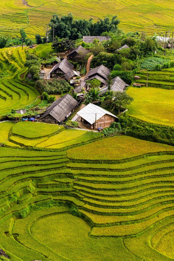 Vietnamese Village in a Rice Field Stock Image - Image of sapa, locals ...