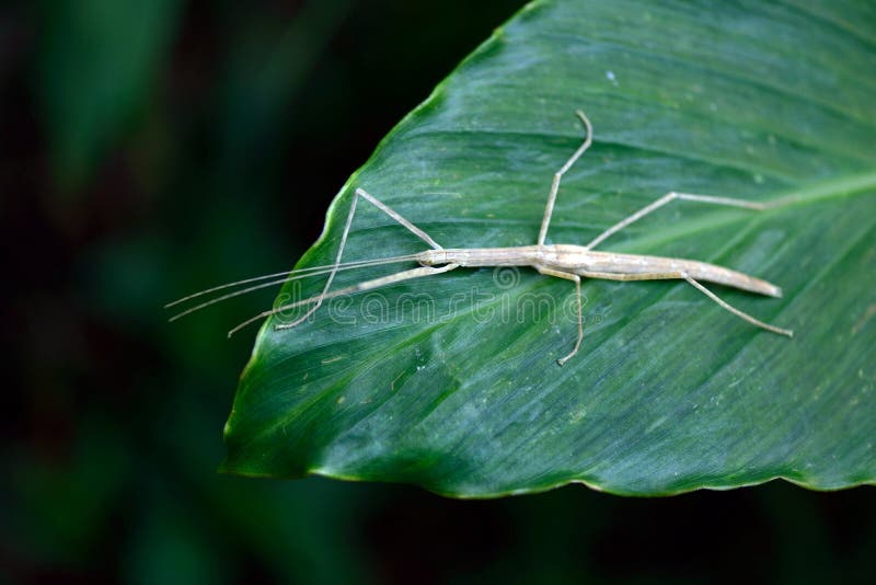 Vietnamese walking stick stock photo. Image of insects - 31839166
