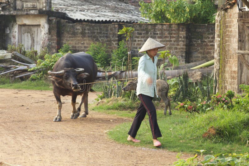 Vietnamese Woman with Water Buffalo Editorial Photography - Image of ...