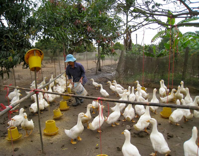 Vietnamesisk Bonde Som Matar Anden Vid Ris Redaktionell Fotografering ...