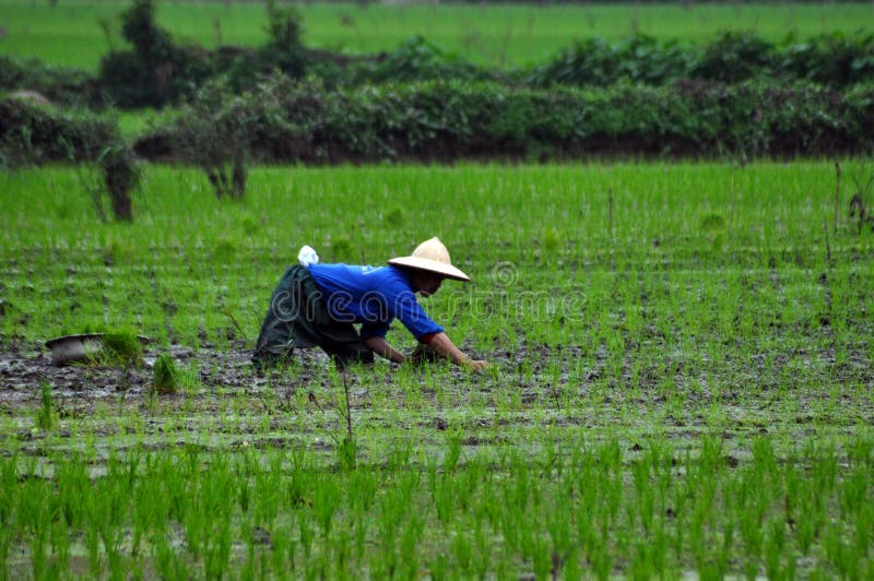 Vietnamesisk Bonde Som Matar Anden Vid Ris Redaktionell Fotografering ...