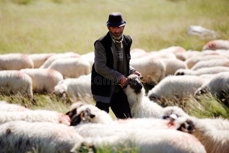 Le berger adulte d'homme image stock. Image du ethnicité - 14591355