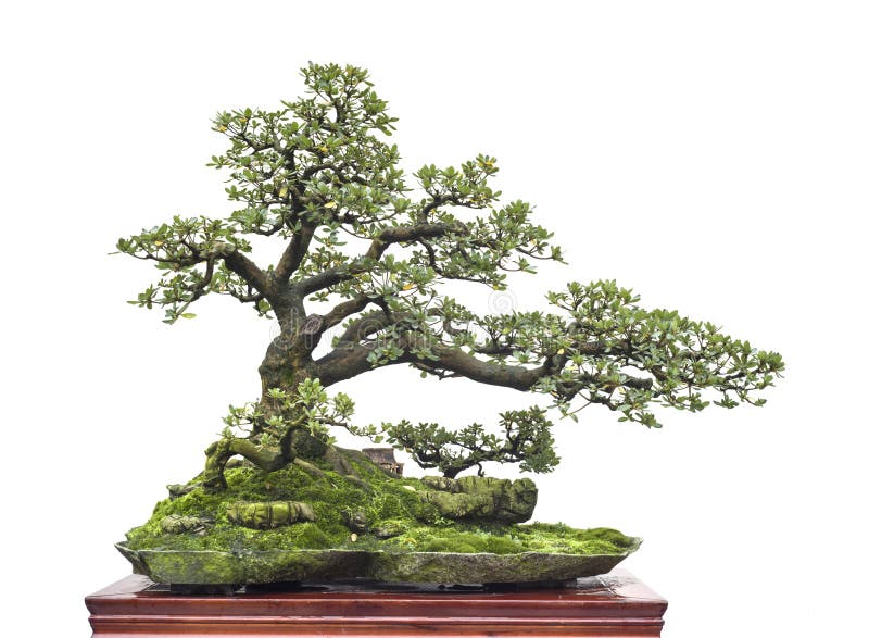 Arbre chinois de bonzaies photo stock. Image du miniature - 14591950