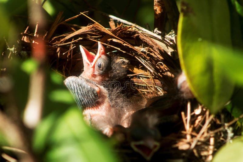 Vieux Cardinal De Cinq Jours Dans Le Nid Image stock - Image du nanas ...