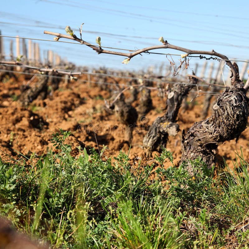 Vieux cep de vigne photo stock. Image of vigne, centrale - 49145360