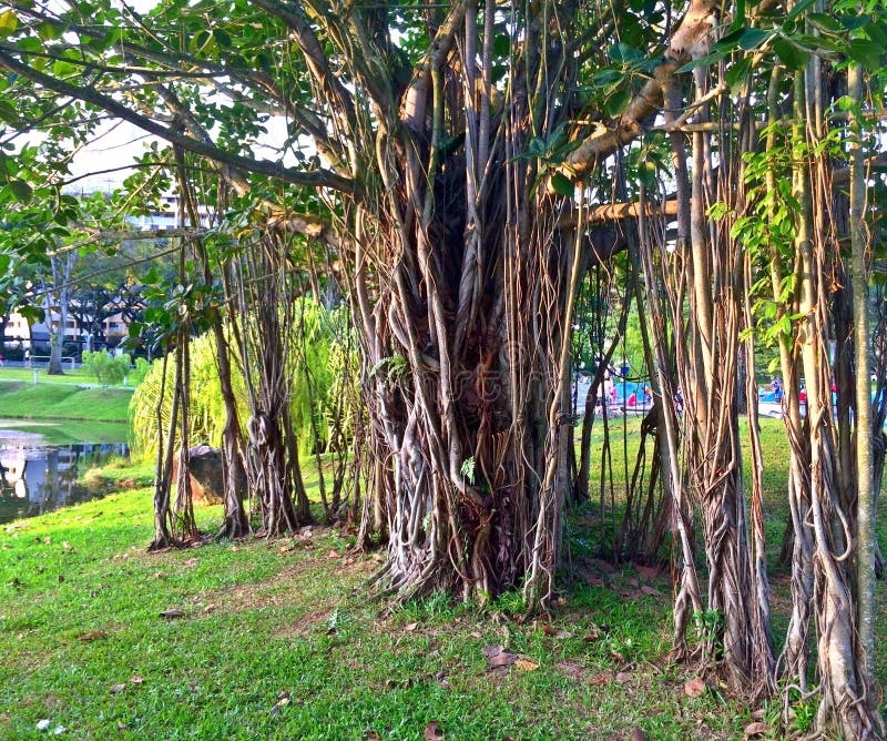 Vieux Figuier énorme D'étrangleur Image stock - Image du large, vieux ...