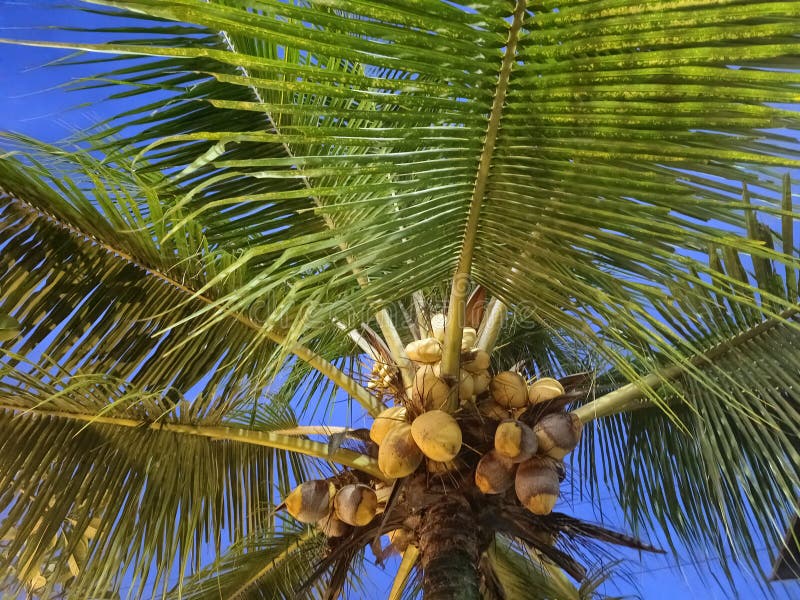 Vieux Fruit De Coco Sur Son Arbre Photo stock - Image du fleur ...