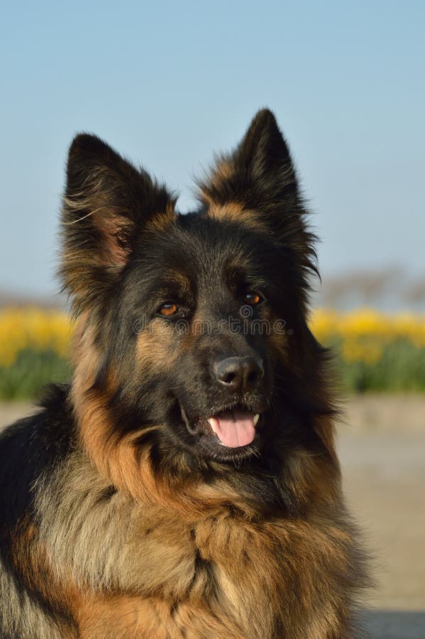 Vieux Longs Cheveux De Berger Allemand Image stock - Image du cheveu ...